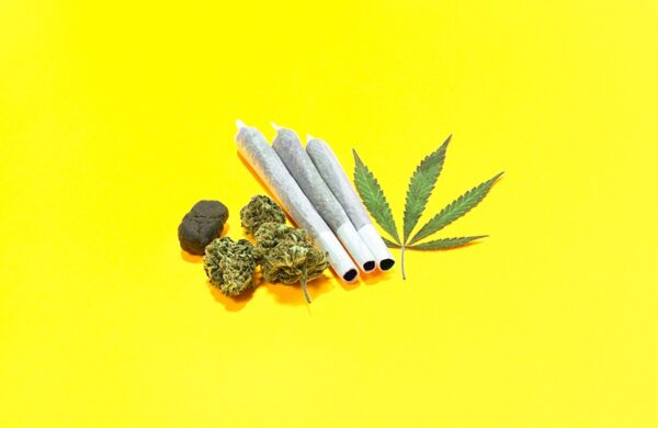 Understanding the Different Types and Strains of Cannabis – BLOC Pharmacy Understanding the Different Types and Strains of Cannabis – BLOC Pharmacy